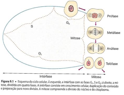 Esquema Do Ciclo Celular
