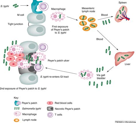Typhoid Fever Bacteria Structure