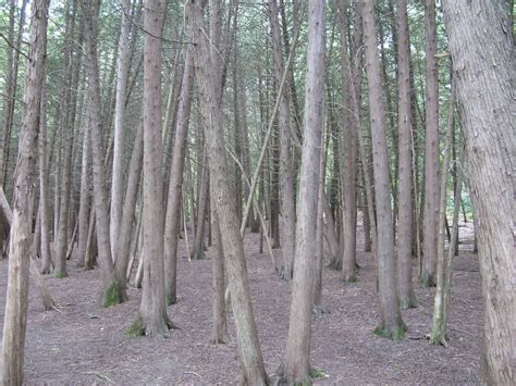 Forest Vs Trees Zen Interrupted