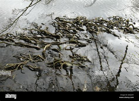 Exposed Tree Roots In Water At Hoveton Hall Gardens Norfolk UK Stock Photo Alamy