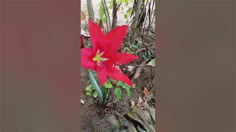 පැළ ඕනද Youtube