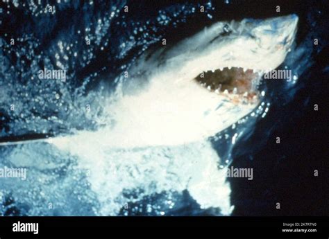 Great White Shark Film Jaws Usa 1975 Director Steven Spielberg 20