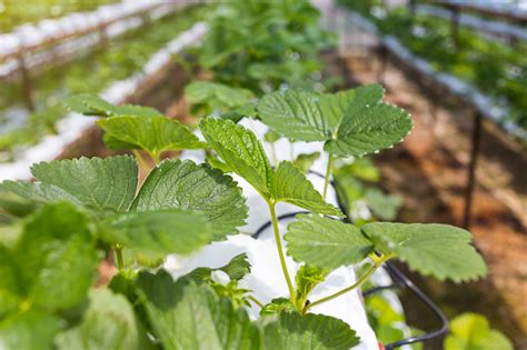 딸기 농장 재배 온실 실내 딸기 농장 안에 딸기 필드에서에서 신선한 딸기에에서 딸기 수경 법 행의 산업 성장 딸기 재배 건강한 생활방식에 대한 스톡 사진 및 기타 이미지