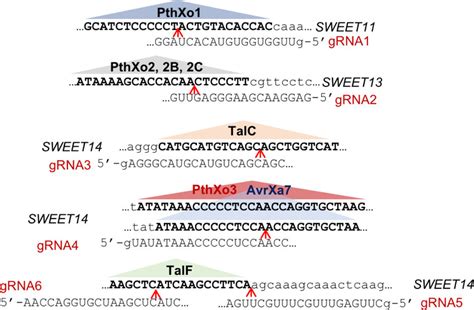 Guide RNA Design Six Guide RNA Genes Were Designed And Constructed To Download Scientific