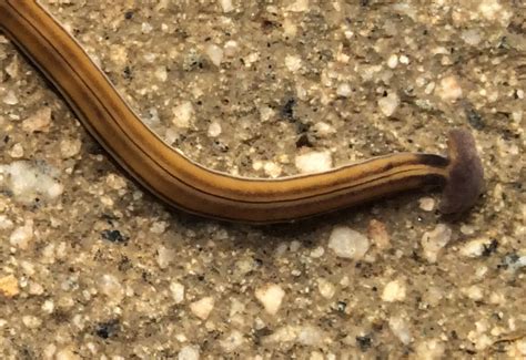 Arrowhead Flatworm All You Need To Know Whats That Bug