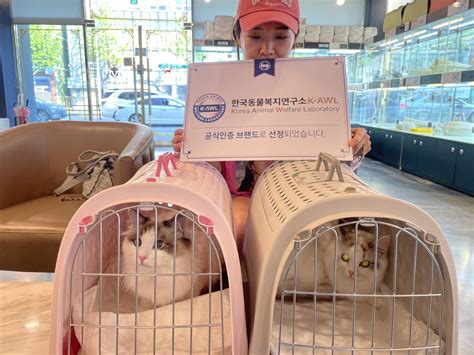 렉돌 루비설이 책임분양 포미분양 포매라니안분양 포메리안분양 치아와분양 말티스분양 푸말티분양 러시아블루분양 포미분가격 포매라니안분양가격 포메리안분양가격 치아와분양가격 말티스