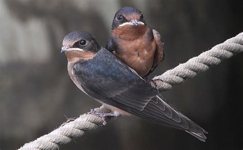 Barn Swallow Hirundo Rustica Nyc Bird Alliance