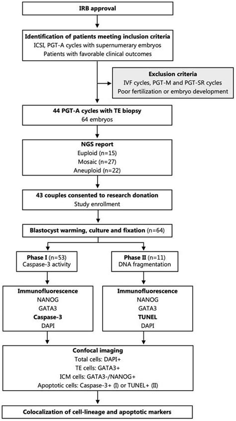 Angel Martin On Linkedin Trophectoderm Cells Of Human Mosaic Embryos Display Increased Apoptotic