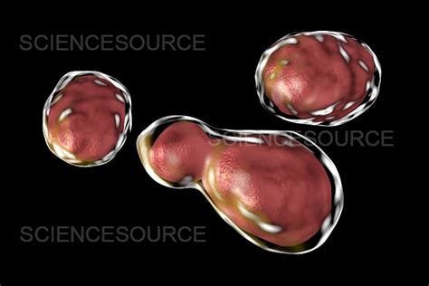 Photograph Cryptococcus Fungus Illustration Science Source Images