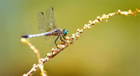 Super Waszka Lukasz Chodur Flickr