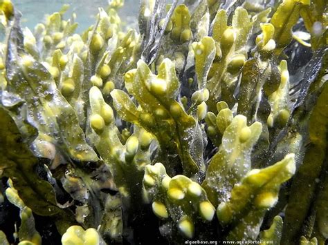 Fucus Vesiculosus Fucus Vésiculeux