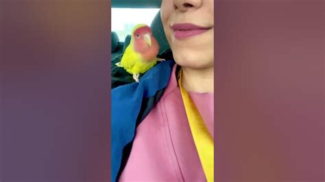 کوتوله برزیلی من پرنده خانگی و دستی Youtube