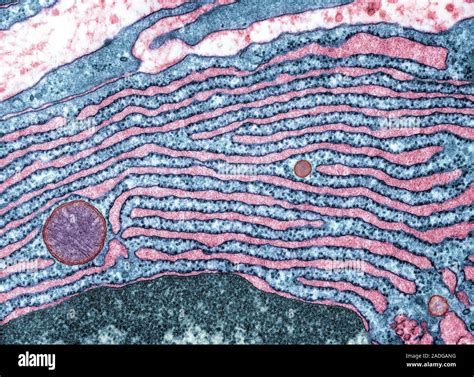Rough Endoplasmic Reticulum Coloured Transmission Electron Micrograph Tem Of Rough
