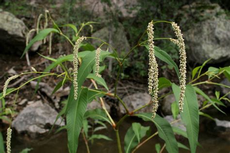 Polygonum Lapathifolium Santa Clara River Natural History · Inaturalist