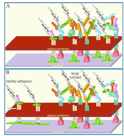 A Hypothetical Molecular Model Depicting The Segregation Of Focal Download Scientific Diagram