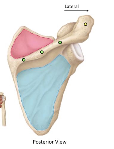 Unit 2 Chapter 8 Appendicular Skeleton Flashcards Quizlet