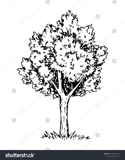 Handdrawn Vector Illustration Black Outline Engraving เวกเตอรสตอก ปลอดคาลขสทธ