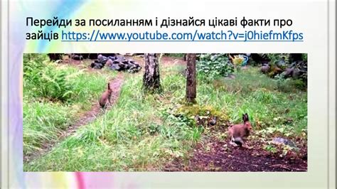 РЗМ Художній опис зайця