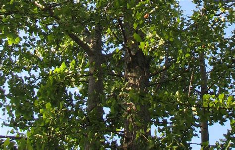Ginkgo Biloba Tree Pictures Detailed Information On Ginkgo Biloba Trees