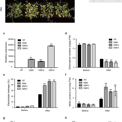 Dab And Nbt Histochemical Staining Of Arabidopsis And Pak Choi Under Download Scientific
