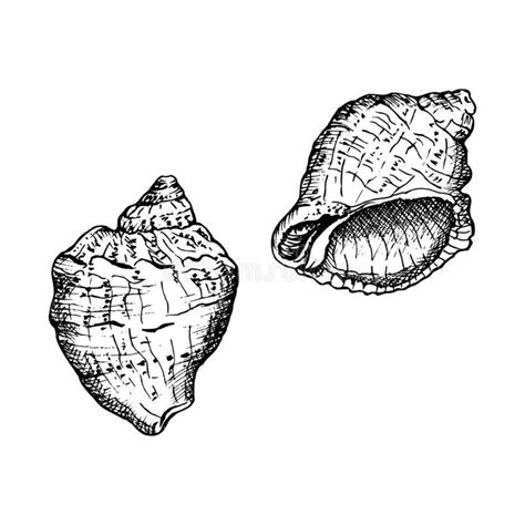 Two Seashells In A Black And White Sketch Style Each Shell Has Unique