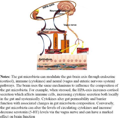 Bidirectional Communication Between The Gut Microbiota And The Brain