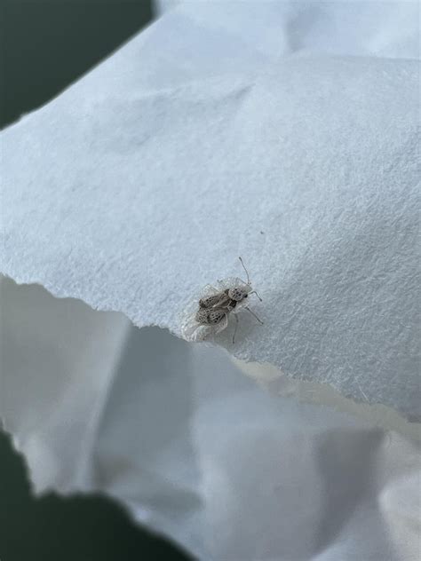 Tiny Winged Bug Found In Houston R Whatisthisbug