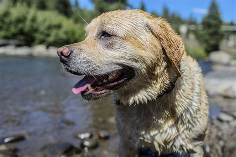 English Labrador Breed Traits And Care Guide