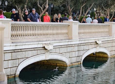 Yellow Billed Loon In Vegas Album On Imgur