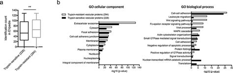 Functional Characteristics Of Trypsin‐resistant And Trypsin‐sensitive Download Scientific