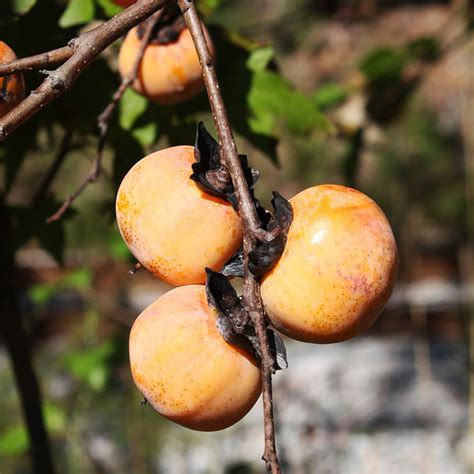 American Persimmon Trees For Sale