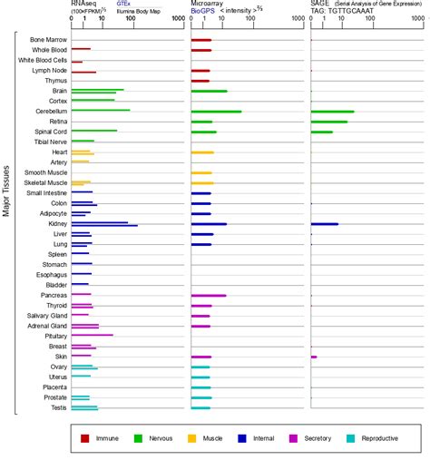 Calb1 Gene Genecards Calb1 Protein Calb1 Antibody