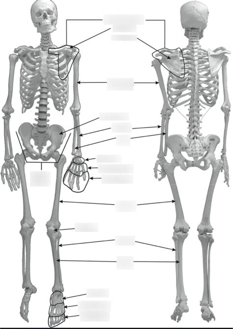 Appendicular Skeleton Diagram Quizlet