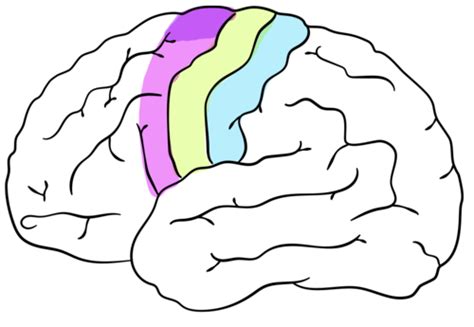 Lecture Motor Cortex Flashcards Quizlet