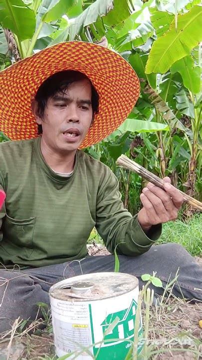 แปลงทากาวก้านกล้วยแห้ง แปลงdiy กล้วยไข่ สวน ชาวสวน Farming Youtube