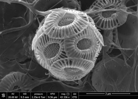 Coccolithophore Controls On Ocean Alkalinity Chalky Biological Influence On Future Ocean
