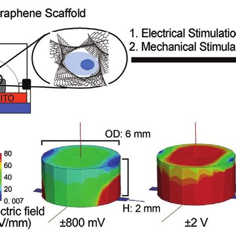 3d Cgs For Human Ipsc Culture A Schematic Illustration Of Electrical