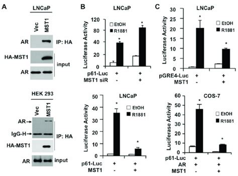 Mst1 Forms A Protein Complex With Ar And Antagonizes Ar Activity Download Scientific Diagram
