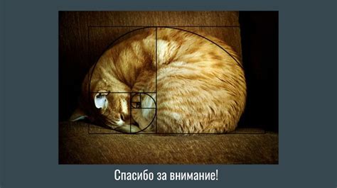 Спираль Фибоначчи в фотографии презентация онлайн