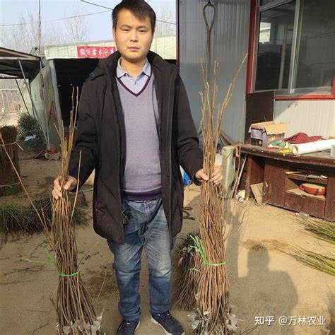 太秋柿子树苗品种发展前景如何栽植收益如何 知乎