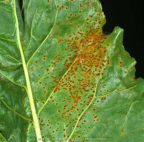 Sugar Beet Rust Stock Photo Minden Pictures
