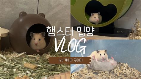 골든 햄스터 입양 브이로그 햄테리어 Vlog 집꾸미기 지트펫 케이지 Youtube
