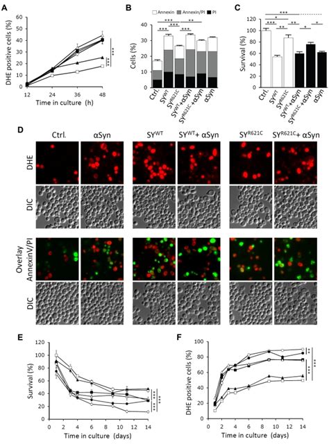 A Quantification Of Ros Accumulation Using Dhe Staining At Different