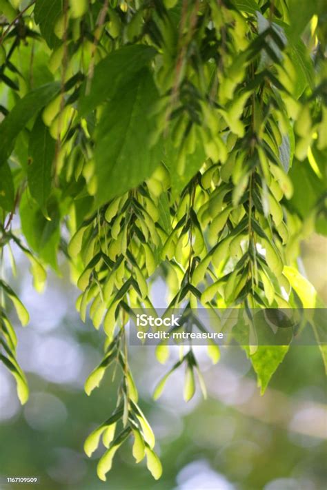 할리퀸 메이플 에이서 플라타노이드의 이미지 Drummondii 일본 단풍 나무 씨앗 녹색 정원 잎과 흐린 원예 배경 늦은 여름에