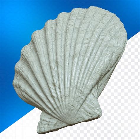 Premium Psd Seashell Top View For Composition