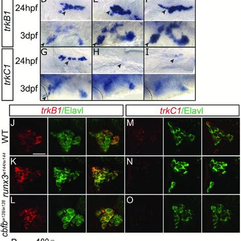 loss of runx or cbfb expression affects locomotor responses of