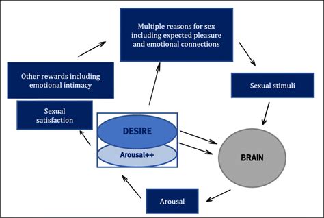 Incentive Based Model Of Sexual Response Human Sexual Response Is Download Scientific Diagram