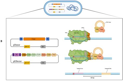 A Toolkit For Effective And Successive Genome Engineering Of