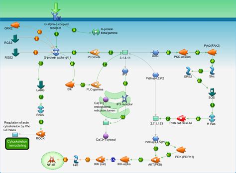 G Protein Signaling G Protein Alpha Q Signaling Cascades Pathway Map