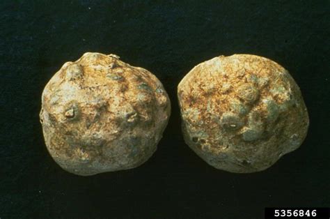 Image Potato Root Knot Nematode Tubers Wikigardener Fandom Powered By Wikia